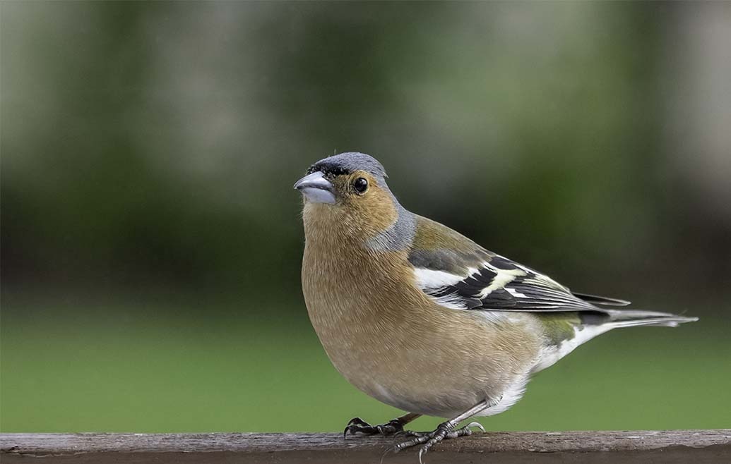 L'alimentazione degli uccelli | forthebirds
