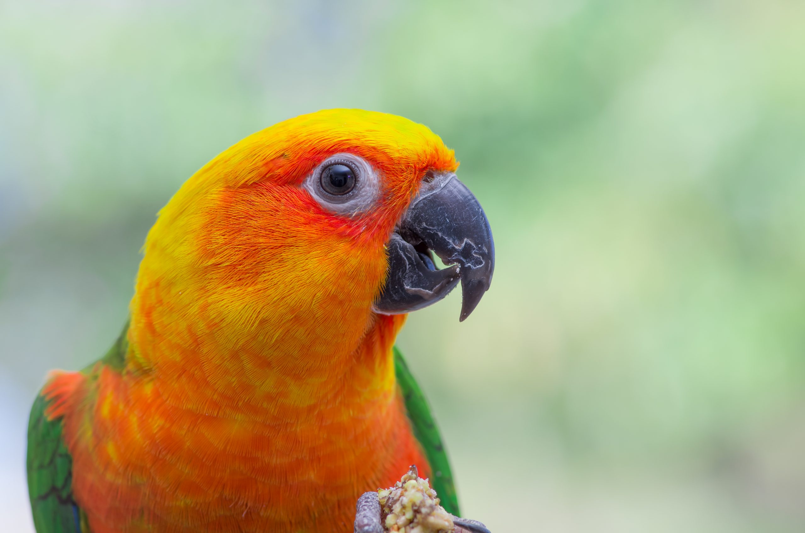 L'alimentazione dei Conuri. Consigli pratici. | forthebirds